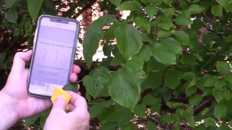 Random sampling of tree leaves