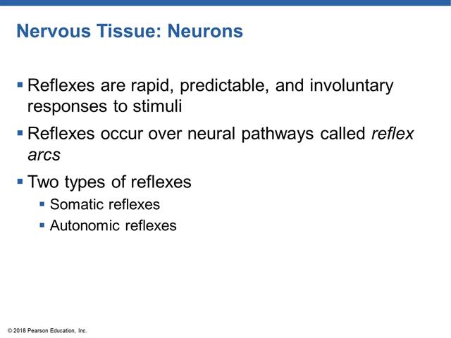 Ch 7 Lecture 3 Reflex Arcs
