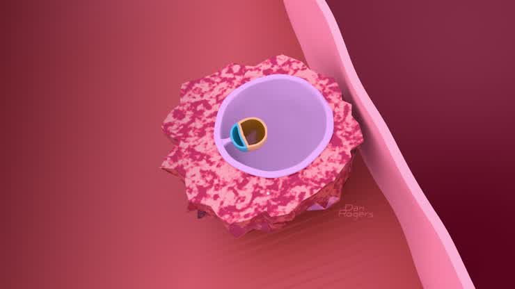 2D Gastrulation Animation (GENCOUN)