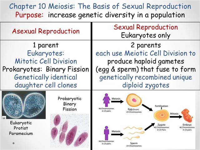 Ch 11 Meiosis and Sexual Reproduction