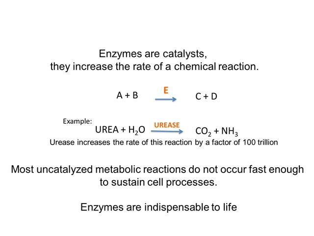 Ch 8 Enzymes