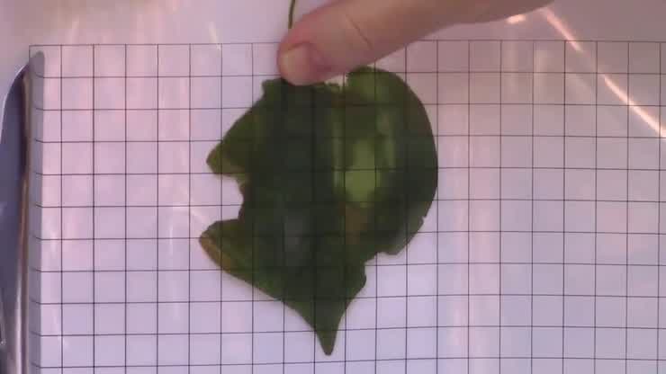 Determining surface area using a real leaf