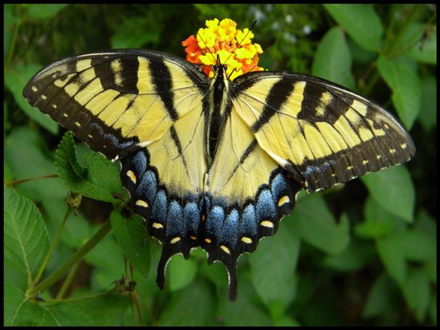 Dr. Drew Appleby GTA/IOR Presentation - Thursday, September 01, 2016 at ...