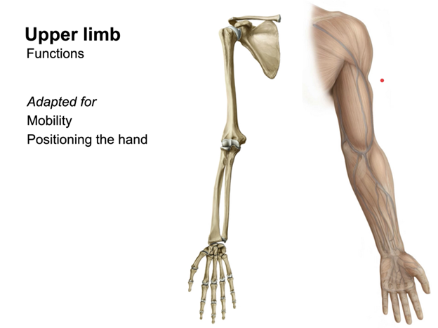 Upper Limb