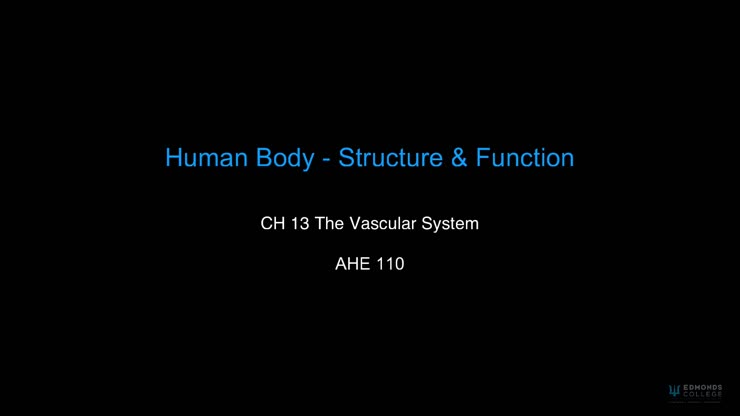 CH 13 The Vascular System