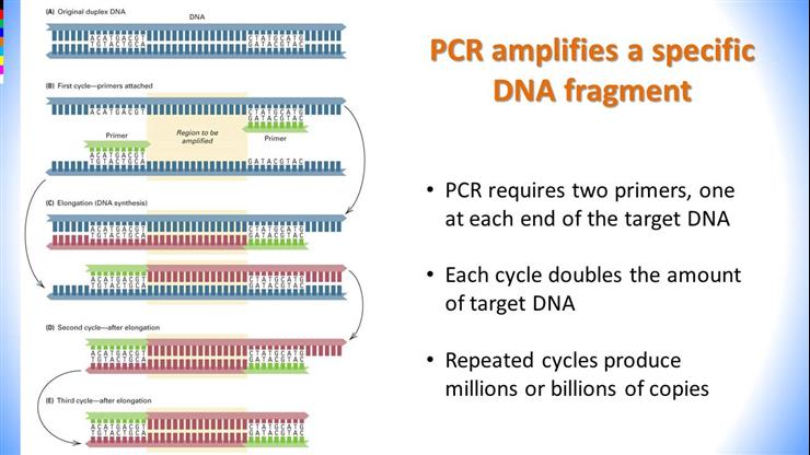 Module 2.4: Polymerase Chain Reaction (PCR)