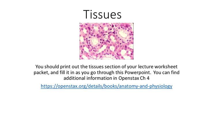 Tissues Lecture