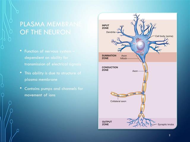 Neuron plasma membrane