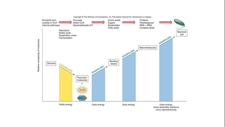 Bacterial Metabolism