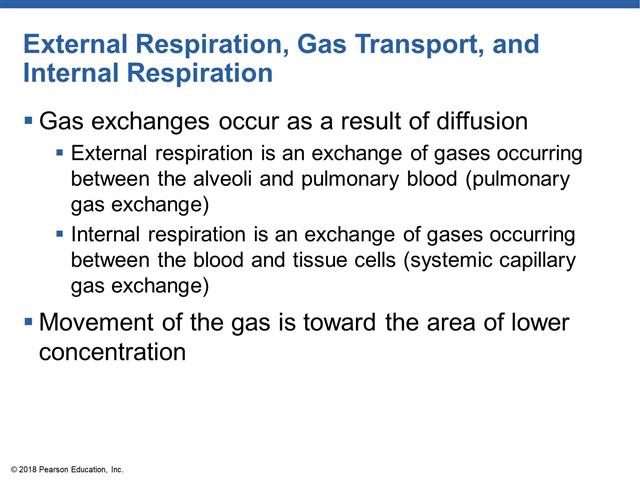 Ch 13 Lecture 3 External and Internal Respiration, Gas Transport