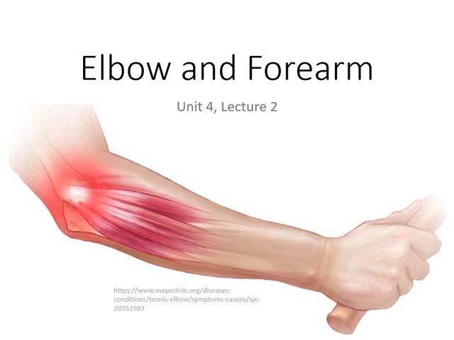 Week 14_U6L02A_Elbow (Structures; 14 min)