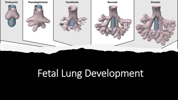 Fetal Lung Development