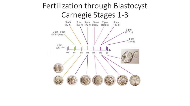 BioS 326 Stage 1-3 Fertilization through Blastocyst