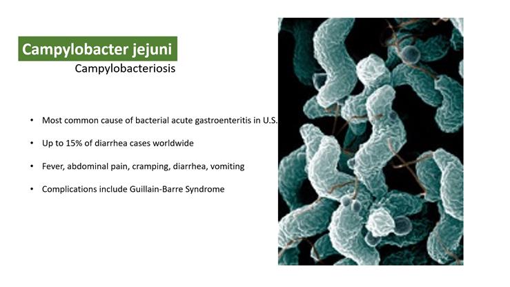 Campylobacter and Norovirus Lecture