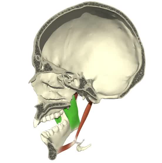 Elevation and Depression of the Medial Pterygoid
