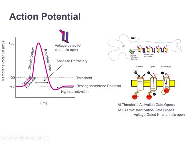 2-3: Action Potential