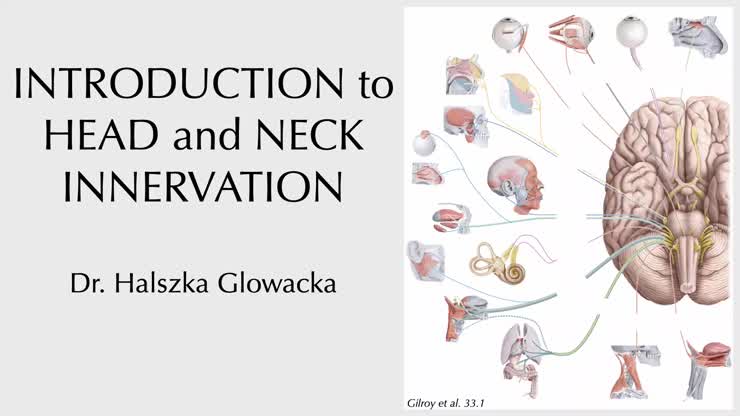 2023-11-14 645am Lab 23 Intro to Head and Neck Innervation UA ILM
