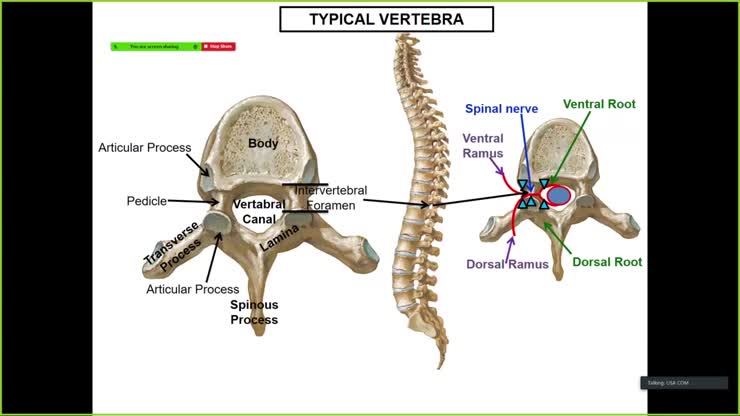 Vertebral Column & Spinal Cord