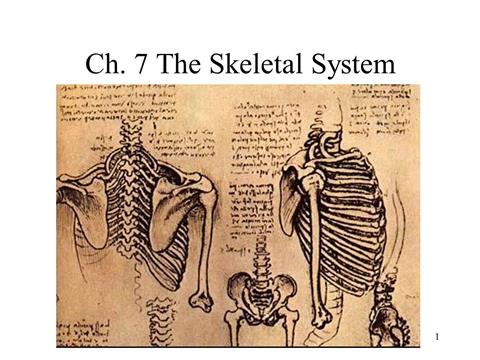 Ch. 7 Skeletal system pt. 1