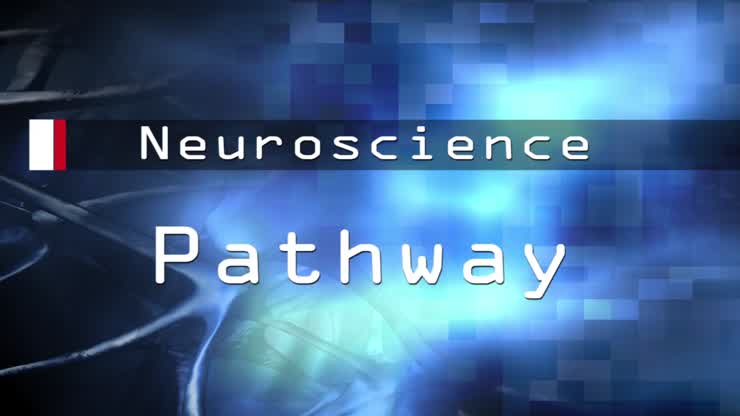 Neuroscience Pathway