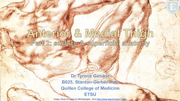 Anterior & Medial Thigh Part 2: Surface & superficial Anatomy (17 min)