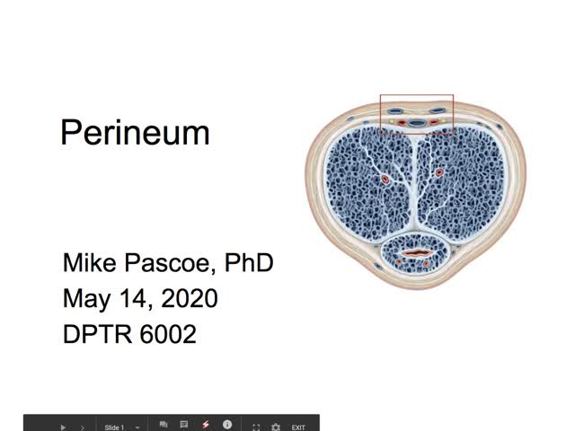 Perineum