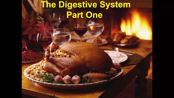 The Digestive Systen - Part 1