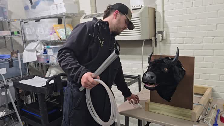Carson Cole passing an oro-gastric tube in a goat using the ruminant model.