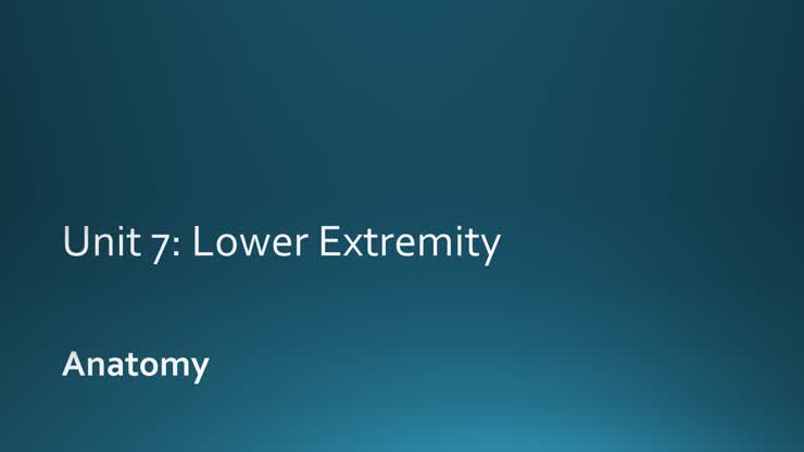 Anatomy of the lower extremity