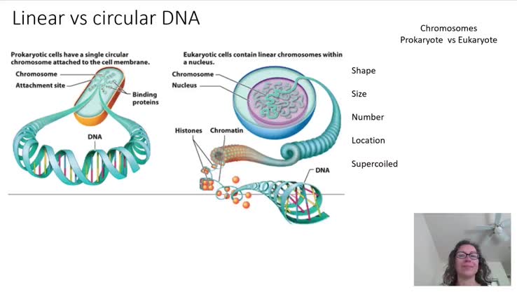 CH9c: Linear and Circular DNA Replication