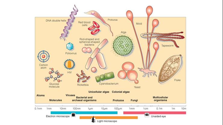 Bacterial Cell Structure