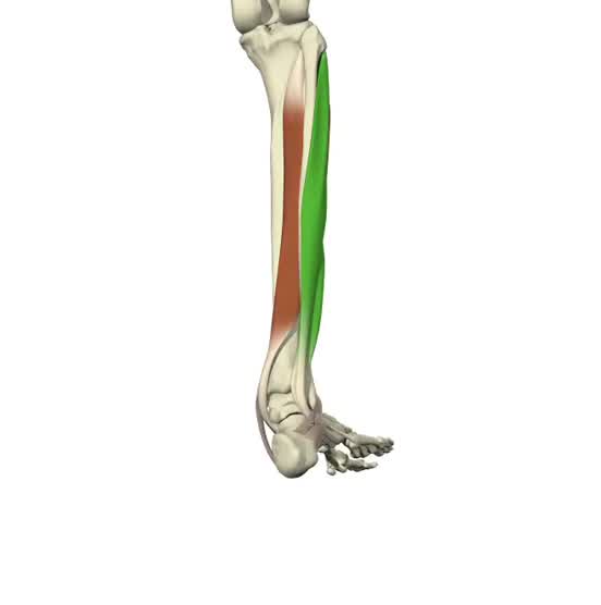 Fibularis Longus