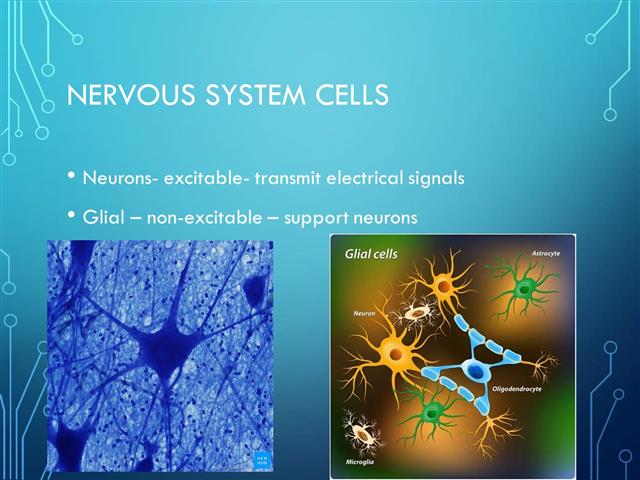 Nervous system cells