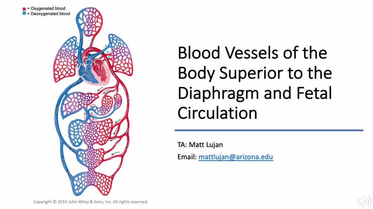 Blood Vessels of the Body Superior to the Diaphragm and Fetal Circulation