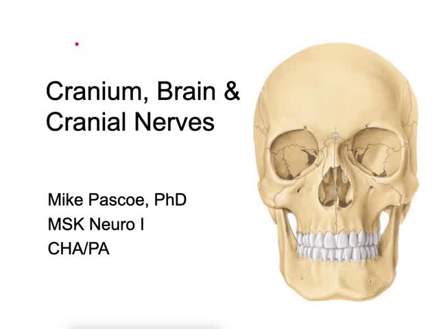 Cranium, Brain, & Cranial Nerves