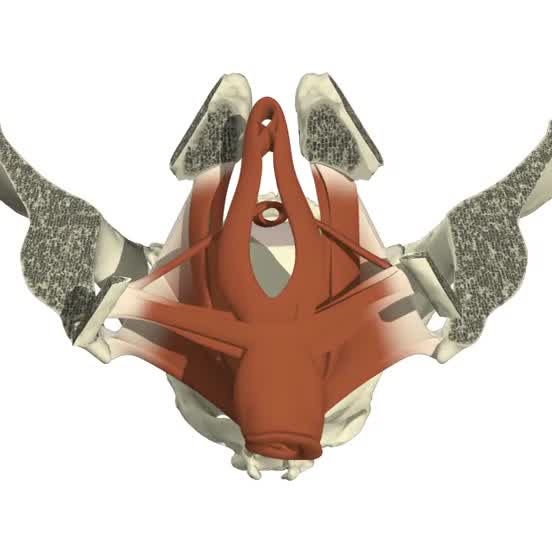 Sphincter Urethrae Muscle