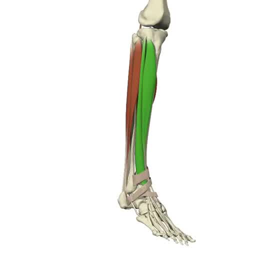 Tibialis Anterior