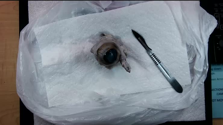 Cows Eye Demonstration