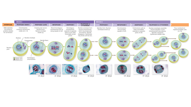 Meiosis Virtual Lab