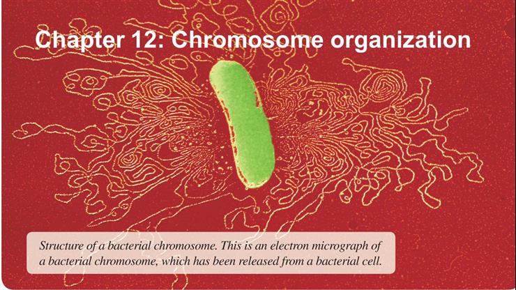 Lecture 2 - Chapter 2 - Chromosome Structure of Bacteria (Panopto)