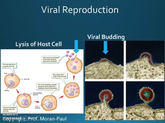 Chapter 8.9-8.11 Lesson 3 Viral Reproduction