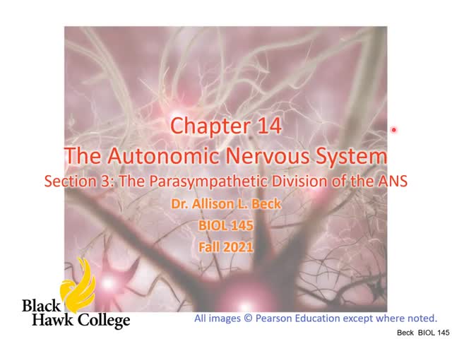 BIOL145.ch14.3.parasympathetic.F21