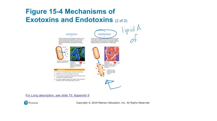 endotoxins