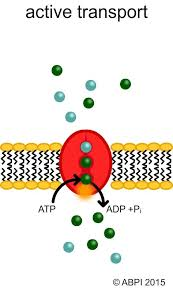 ANP241_finish Transport and Tissues PartA_Mon Jan 13 2025 6:04:32 PM