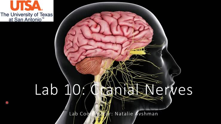 Lab 10- Cranial Nerves, Senses, and the Eye