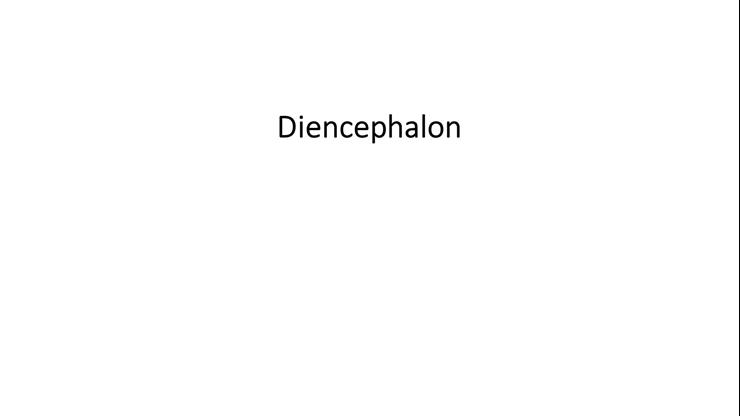 Diencephalon