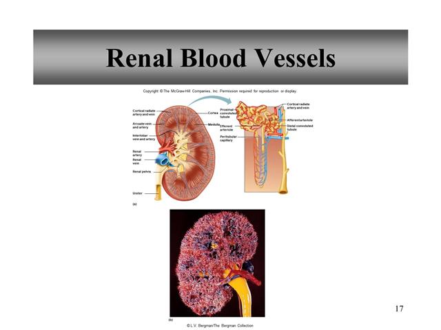 The Urinary System Part I