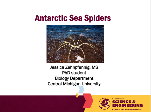 Antarctic Research: Sea Spiders
