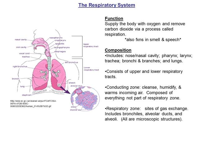 Respiratory Anatomy Lecture