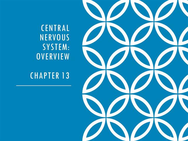 Overview of brain development